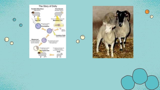PPT KLONING (Domba Dolly), perkembangan kloning hewan, mekanisme ...