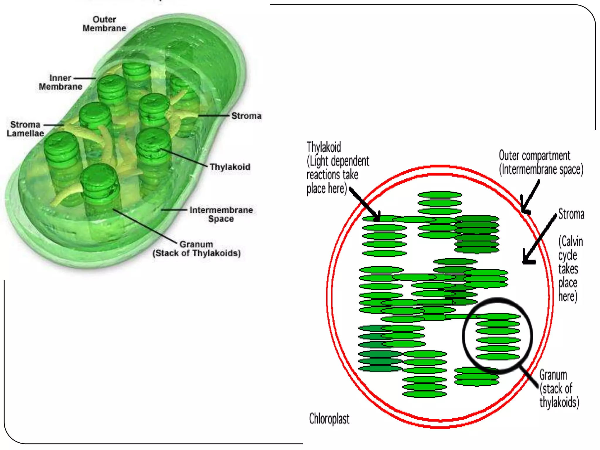 PPT kloroplas | PPTX