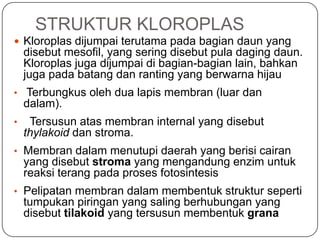 PPT kloroplas | PPTX