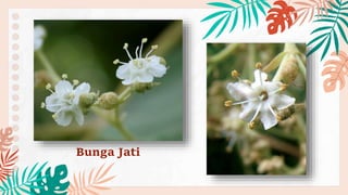 ppt Klp 2_kayu jati.pptx