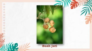 ppt Klp 2_kayu jati.pptx