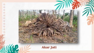 ppt Klp 2_kayu jati.pptx