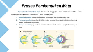 PPT Klp 3 Pembentukan Mata dan Pencernaan.pptx