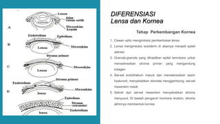 PPT Klp 3 Pembentukan Mata dan Pencernaan.pptx