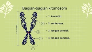 PPT Kode Genetika Biologi Kelas XI 1.pptx