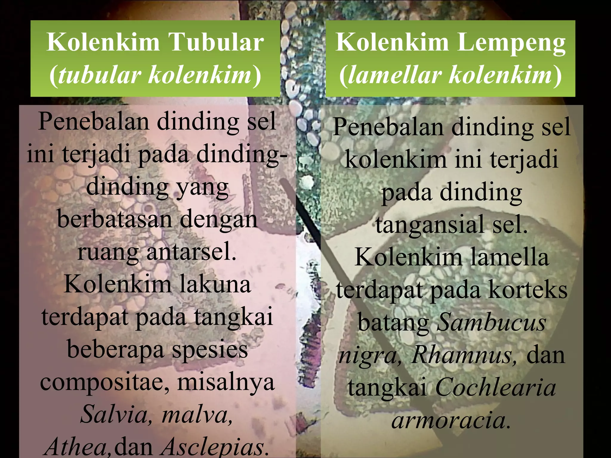 JARINGAN KOLENKIM | PPT