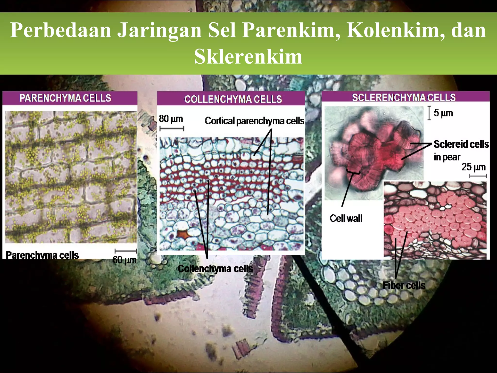 JARINGAN KOLENKIM | PPT