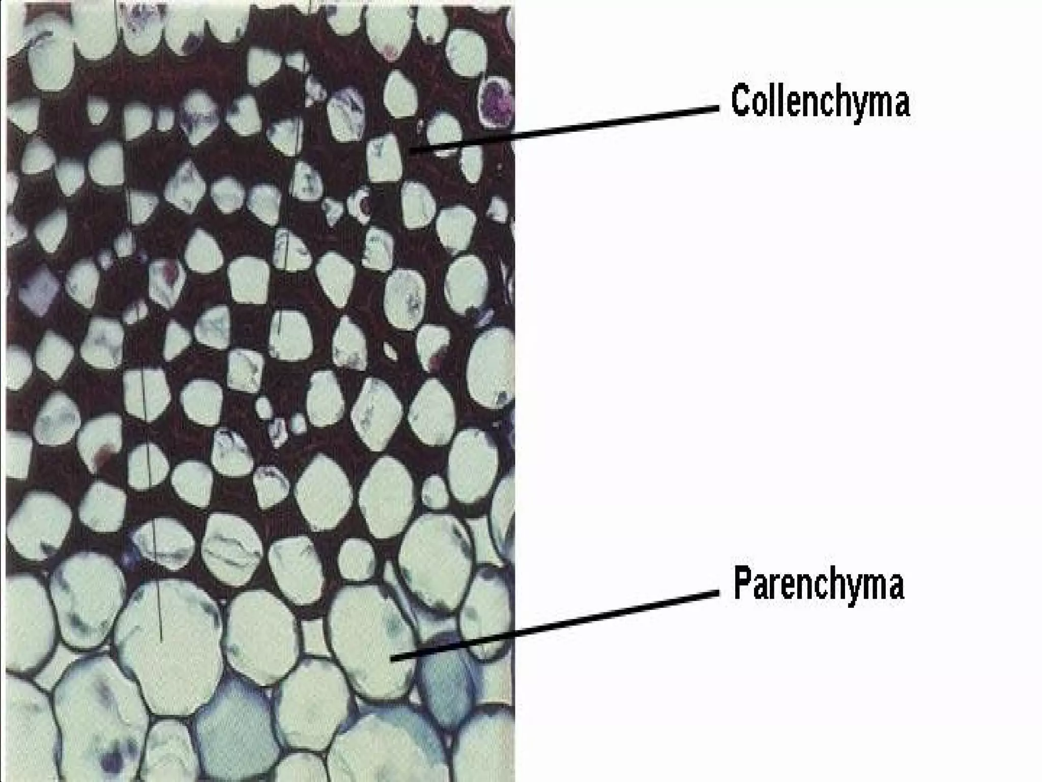 JARINGAN KOLENKIM | PPT