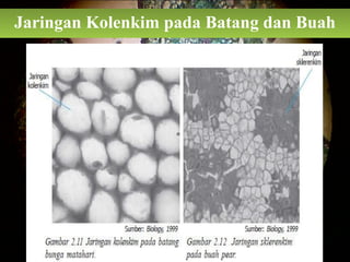 JARINGAN KOLENKIM | PPT