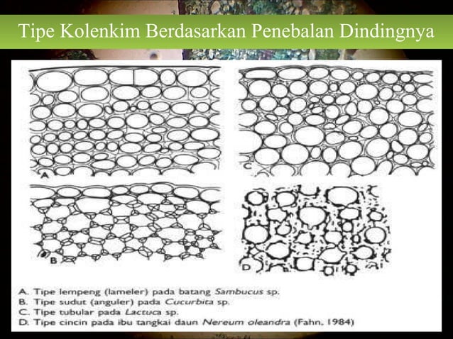 JARINGAN KOLENKIM | PPT
