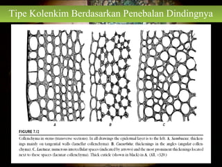 JARINGAN KOLENKIM | PPT