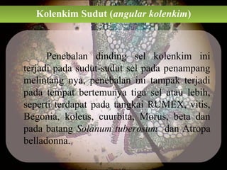 JARINGAN KOLENKIM | PPT