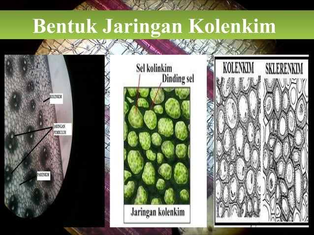 JARINGAN KOLENKIM | PPT
