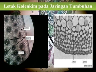 JARINGAN KOLENKIM | PPT