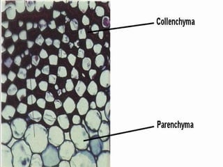 JARINGAN KOLENKIM | PPT