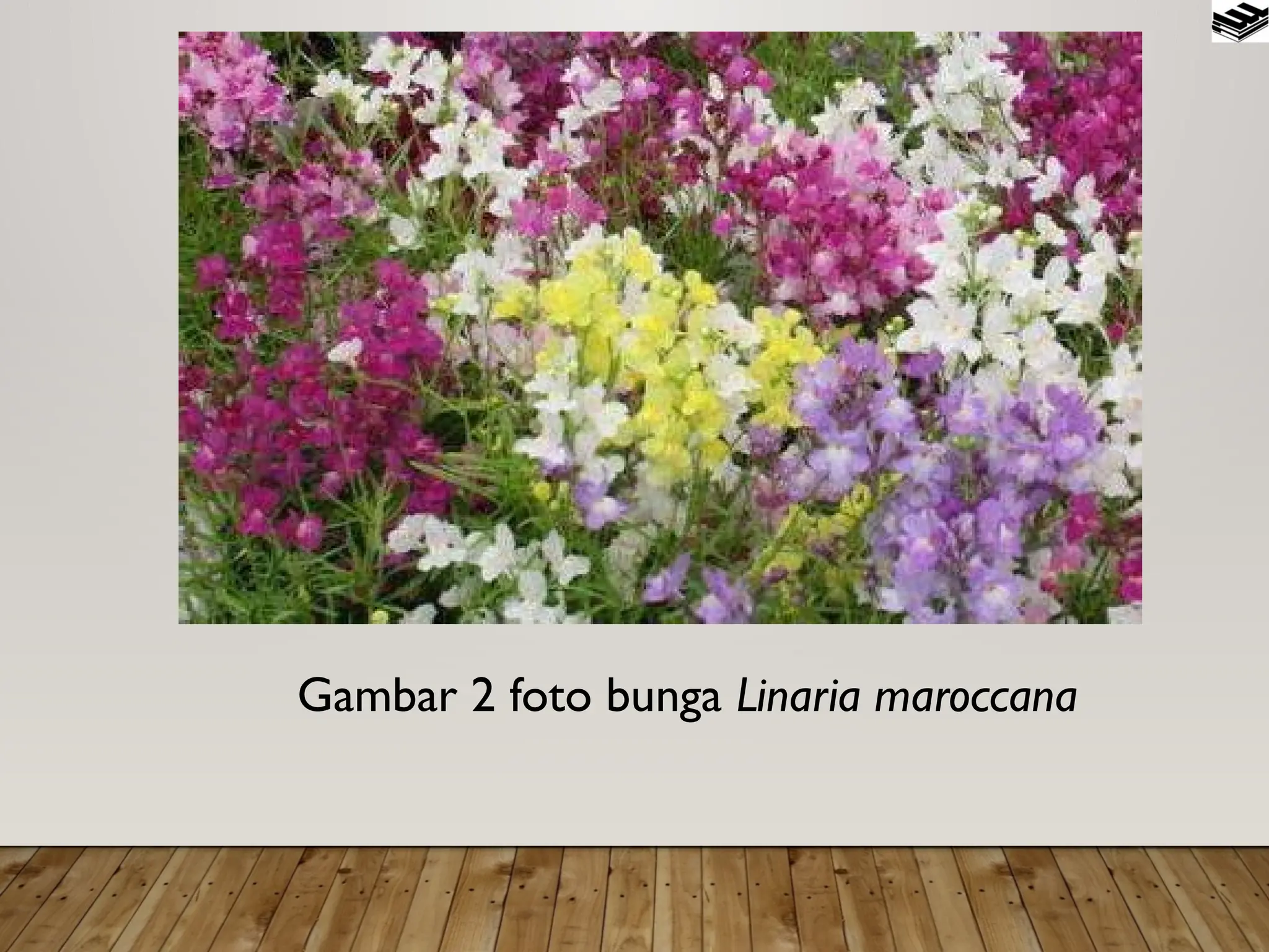 PPT MATERI PENYIMPANGAN SEMU HUKUM MENDEL TERUTAMA KRIPTOMERI.pptx