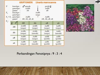 PPT MATERI PENYIMPANGAN SEMU HUKUM MENDEL TERUTAMA KRIPTOMERI.pptx