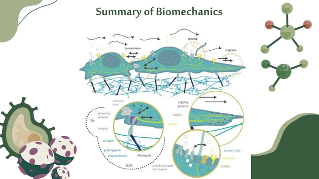 Ppt kuliah biomechanics.pptx