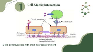 Ppt kuliah biomechanics.pptx