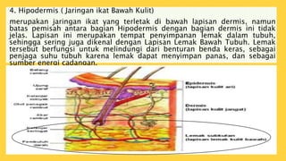 Kulit dan cara kerjanya | PPTX