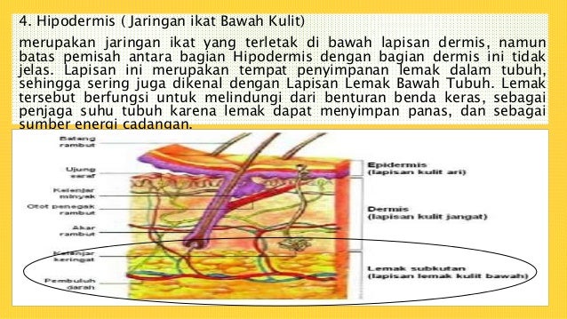 Kulit dan cara kerjanya