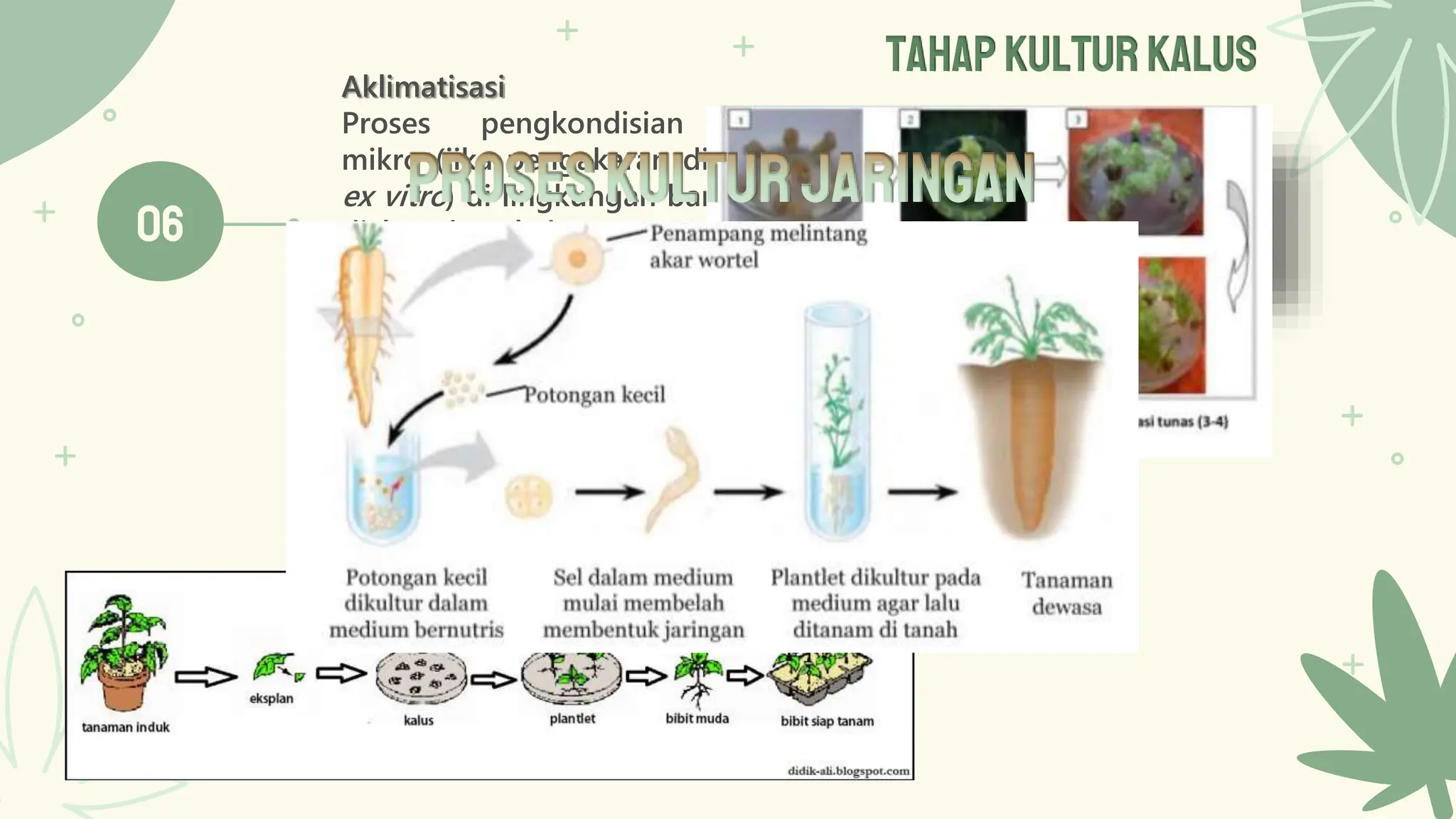 PPT pengertian dan pemanfaatan Kultur Jaringan.pptx