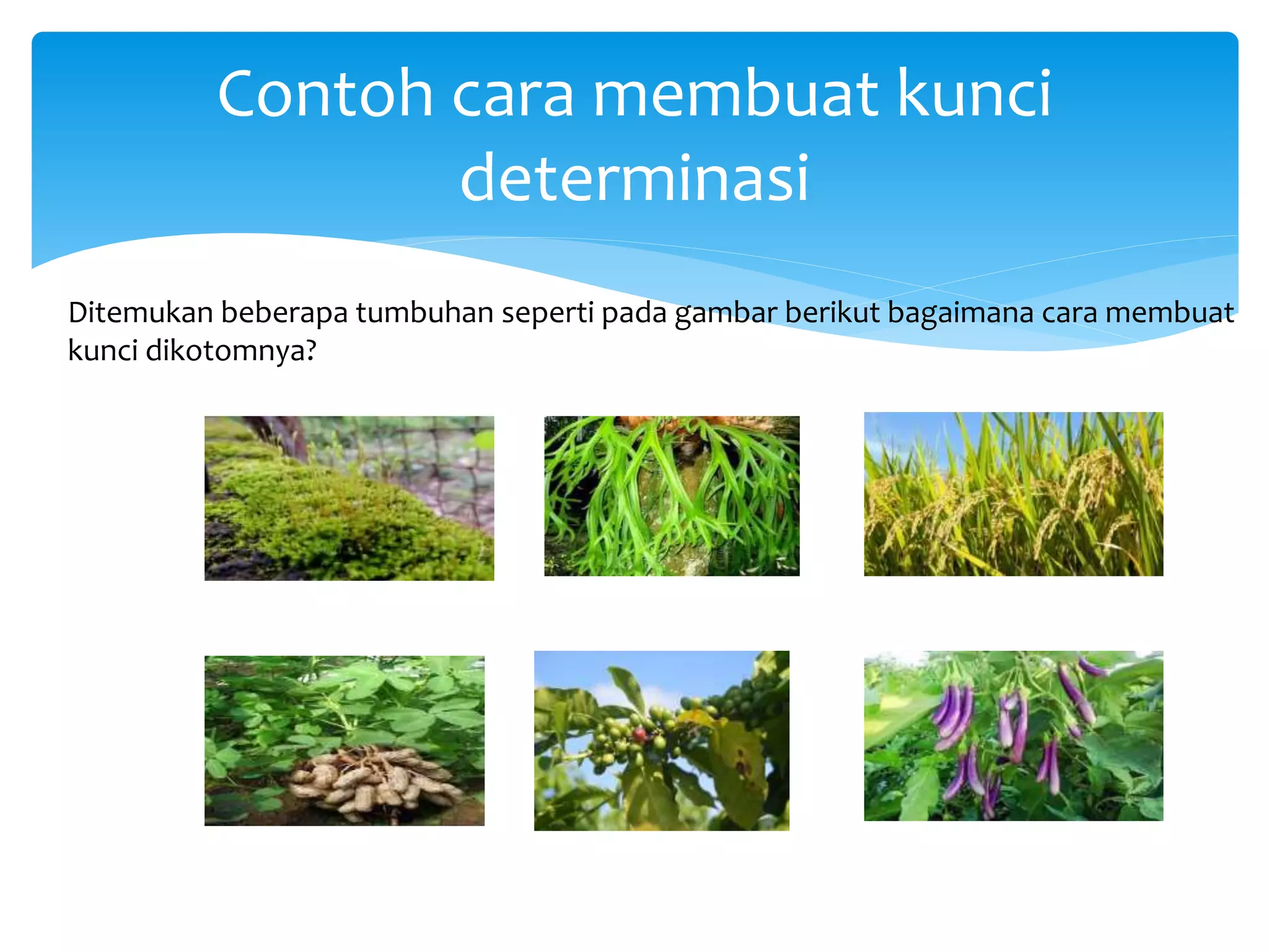 PPT KUNCI DETERMINASI=KLASIFIKASI MH.ppt