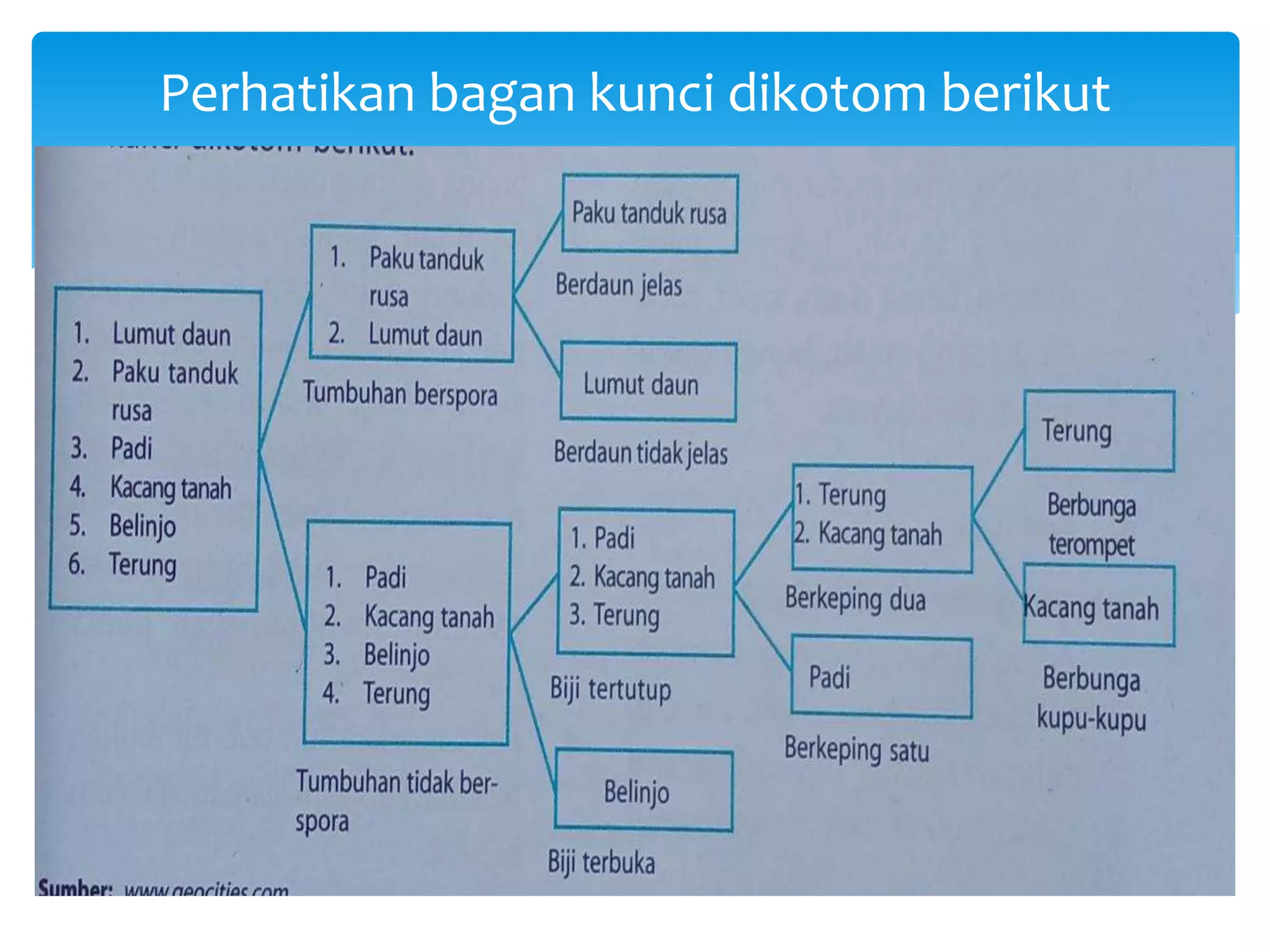 PPT KUNCI DETERMINASI=KLASIFIKASI MH.ppt