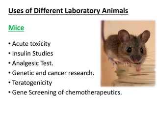 Importance of lab animal.pptx
