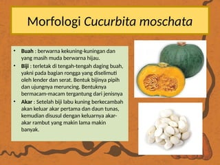 PPT KANDUNNGAN GIZI PADA LABU KUNING WALUH.pptx