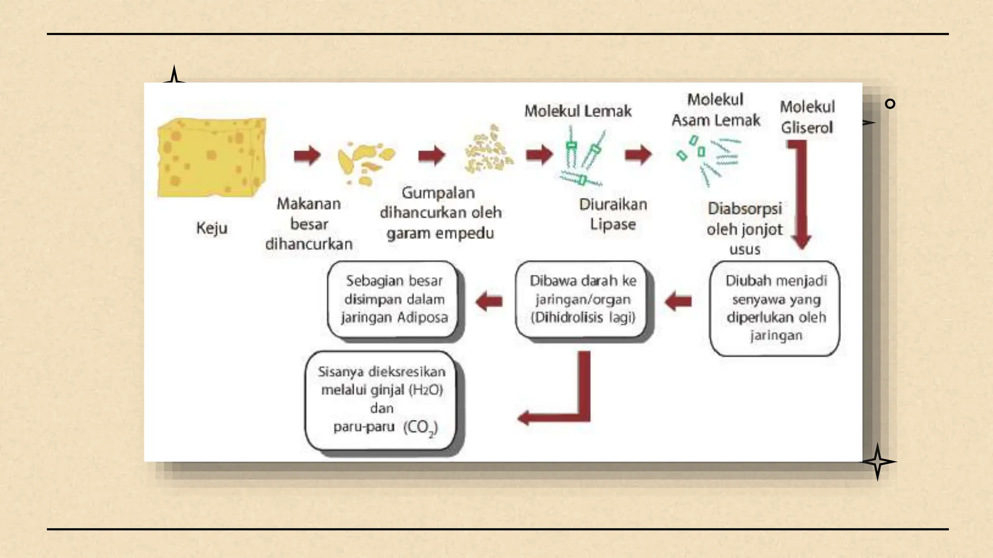 metabolisme lipid | PPTX