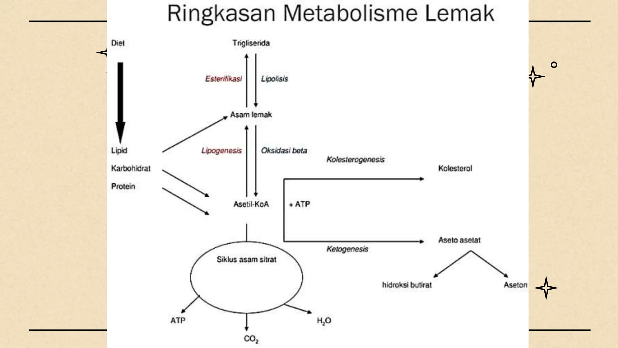 metabolisme lipid | PPTX