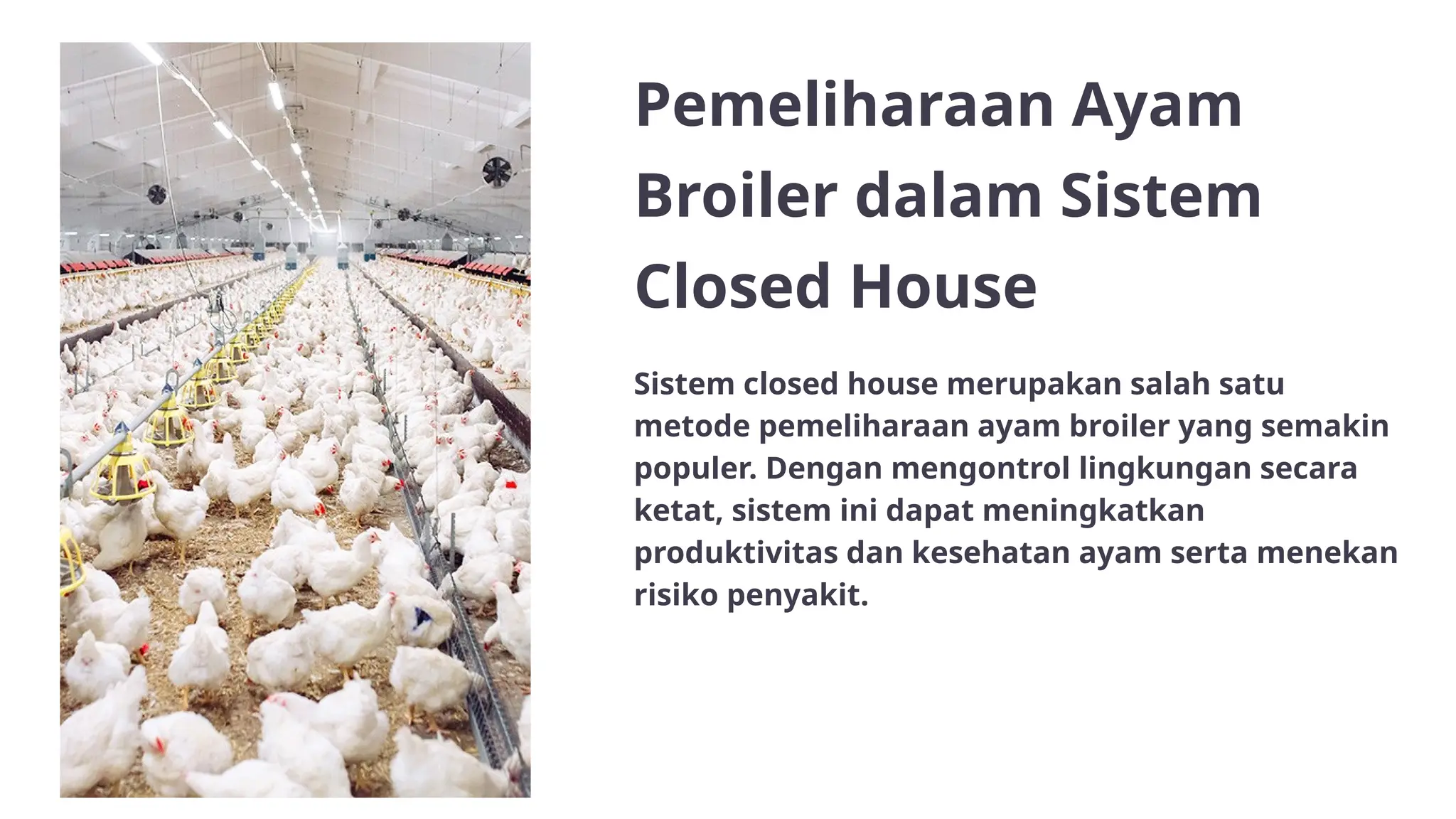 PPT Laporan Pemeliharaan Ayam Broiler Close House.pptx