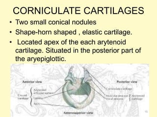 Pptlarynx 160718072705 | PPT
