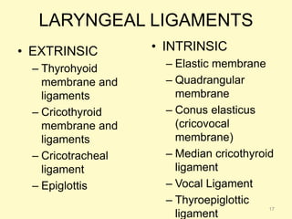 Pptlarynx 160718072705 | PPT