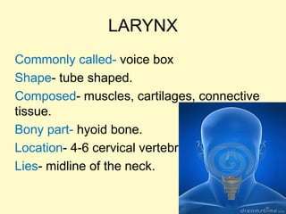 Ppt larynx. | PPTX