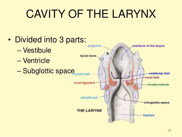 Ppt larynx.