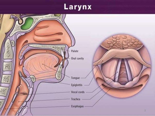 Ppt larynx.