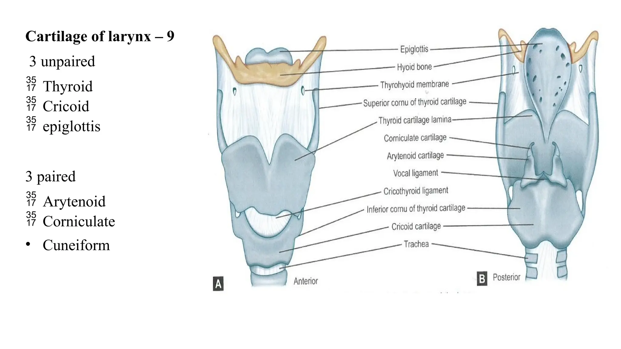 Anatomy of the larynx Full described ppt | PPTX