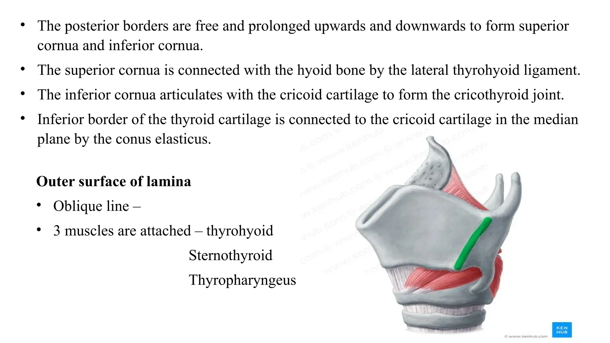 Anatomy of the larynx Full described ppt | PPTX