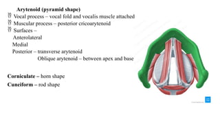 Anatomy of the larynx Full described ppt | PPT