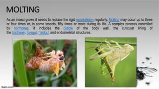 PPT Lecture.pptx | Biological Sciences | Science