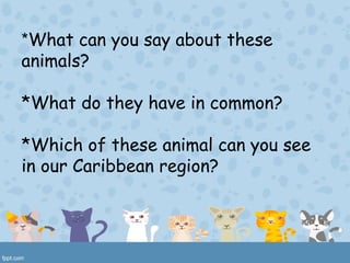 Ppt lesson plan | PPT