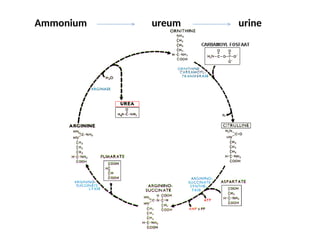 ppt lever VWO liver metabolism dutch nederlands | PPT