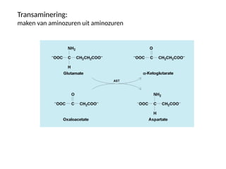 ppt lever VWO liver metabolism dutch nederlands | PPT