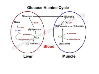 ppt lever VWO liver metabolism dutch nederlands | PPT