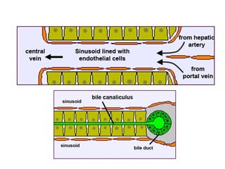 ppt lever VWO liver metabolism dutch nederlands | PPT