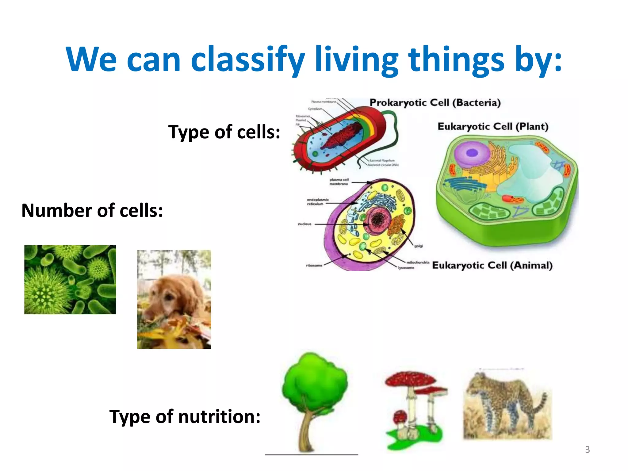 PPT 5 KINGDOMS | PPTX