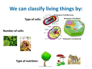 PPT 5 KINGDOMS | PPTX