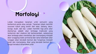 ppt lobak.pptx